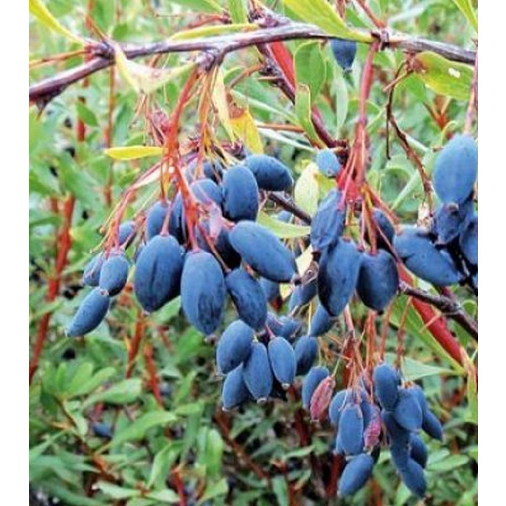 Kolajen üretimini artıran bitki Karamuk ‣ Bi'nevi Gazete Kolajen ...